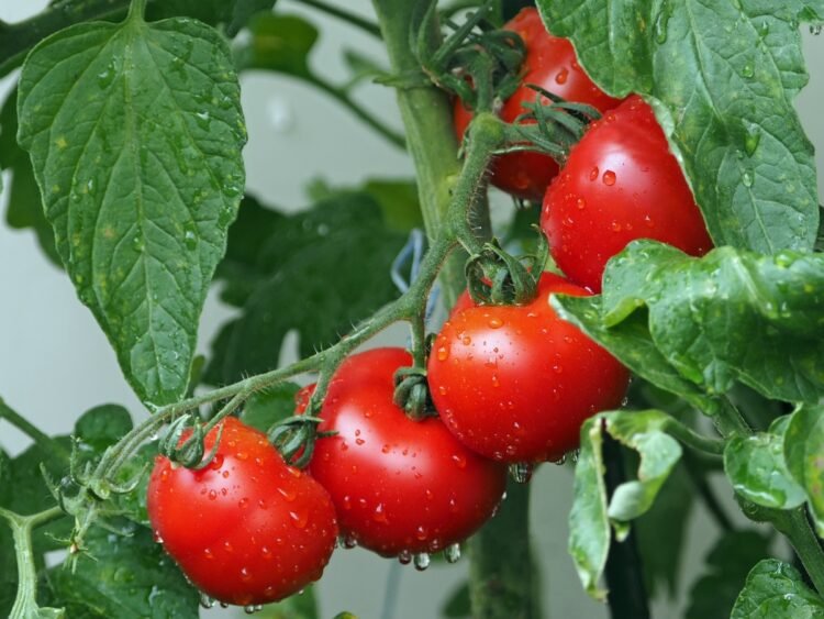 Why Am I Craving Tomatoes: 10 Reasons Behind Tomato Cravings DEALiciousness