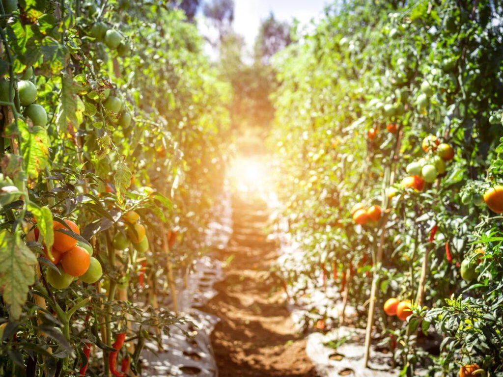 Exploring Incredible Tomato Origins: Where Do Tomatoes Come From ...